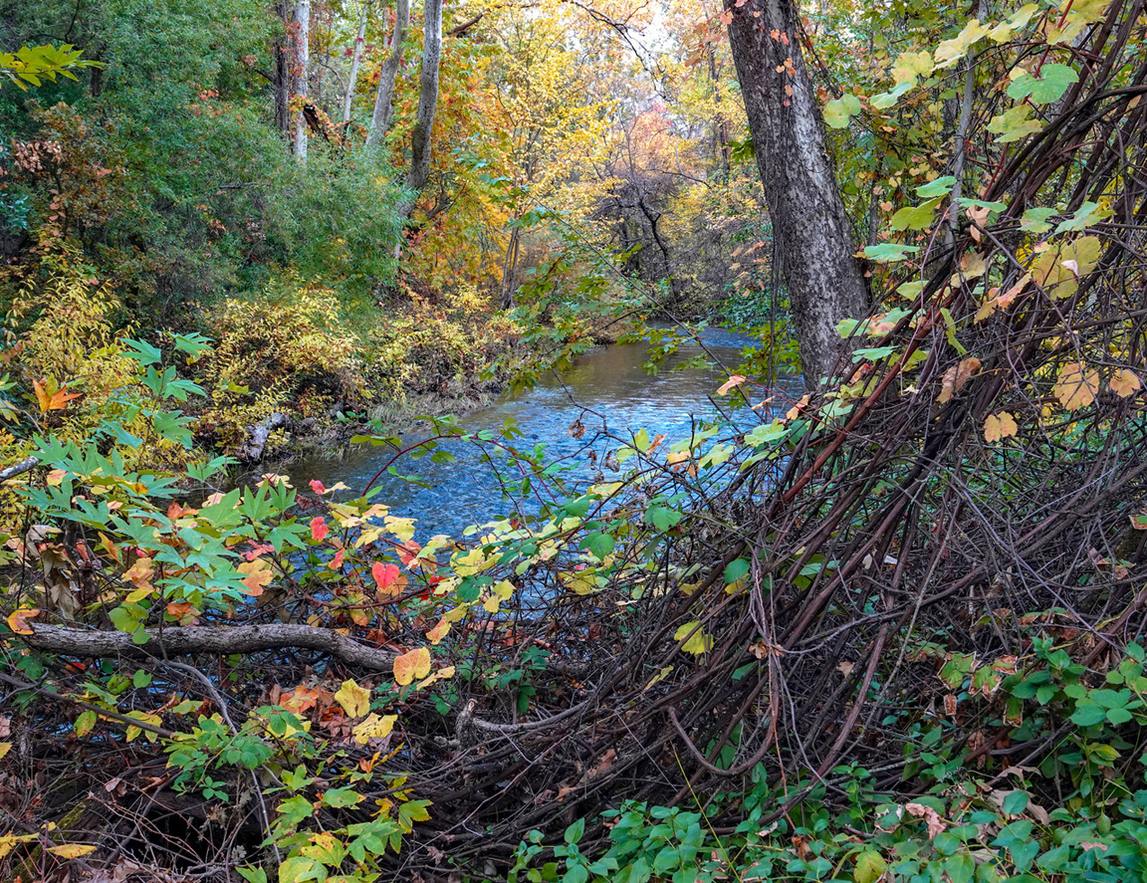 Carolyn McLeod | Photography, Painting – ChiVAA